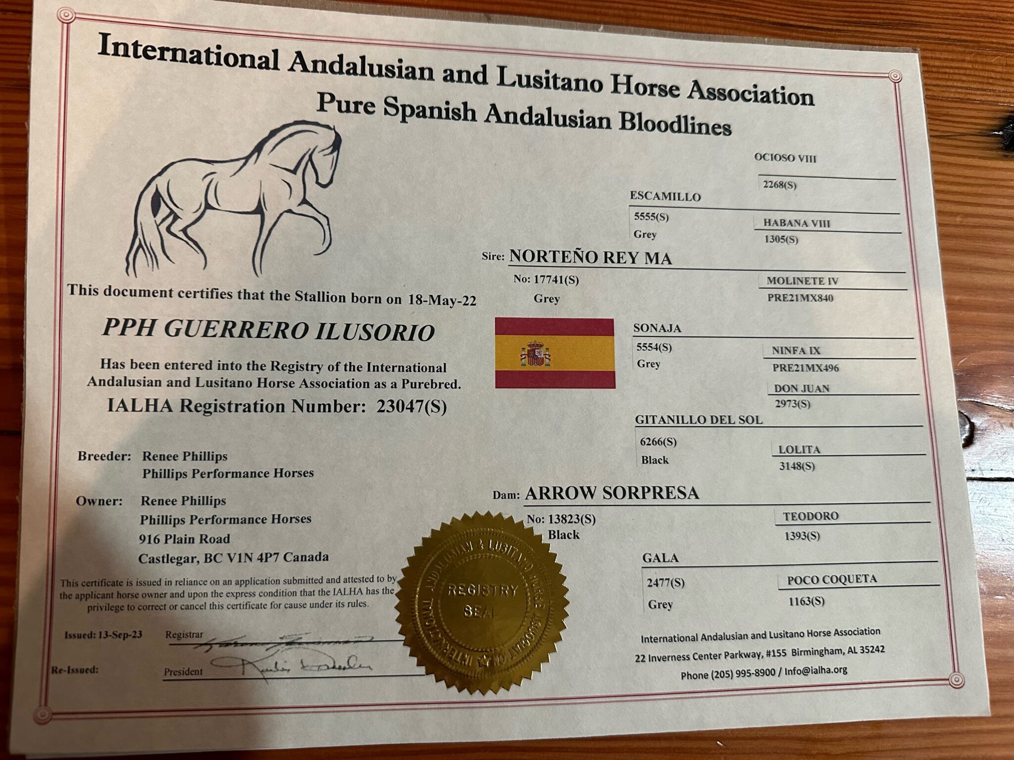 Sale Horses – Phillips Performance Horses