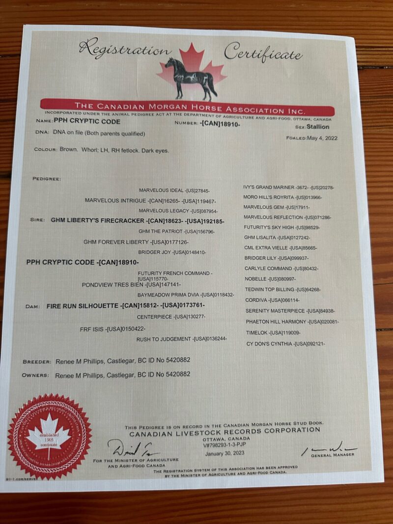 Sale Horses – Phillips Performance Horses